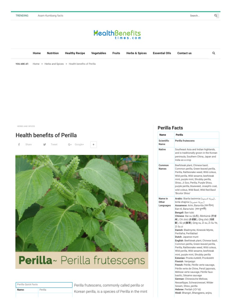 Perilla Facts and Health Benefits | PDF | Chickpea | Plant Diseases