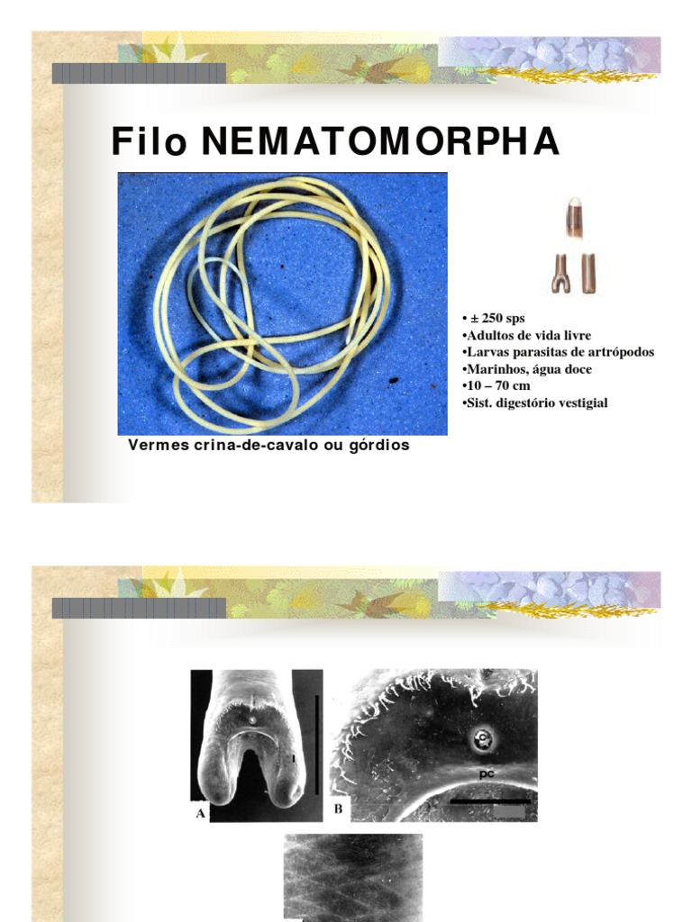 Sistema Nervoso dos Nematomorfos | PDF