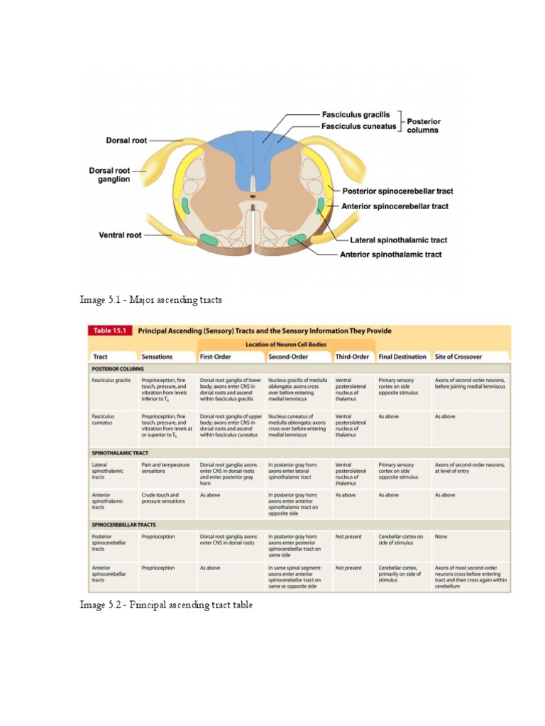 LO Week 5-1 Neuro (Img) | PDF