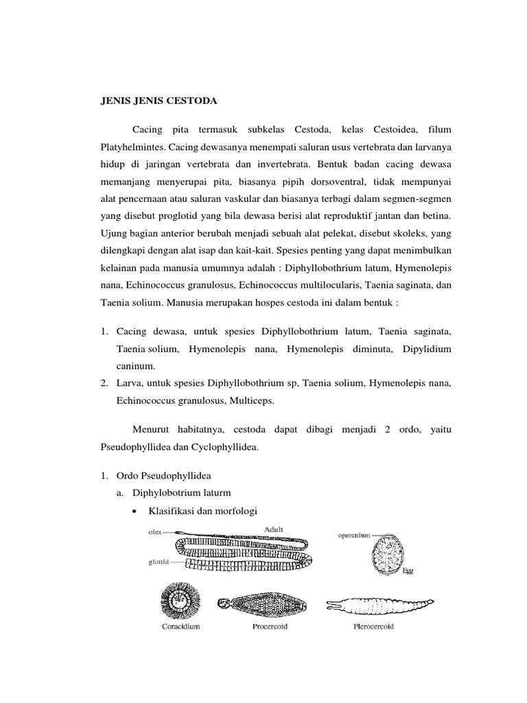 Cacing Pita Diphyllobothrium Latum | PDF