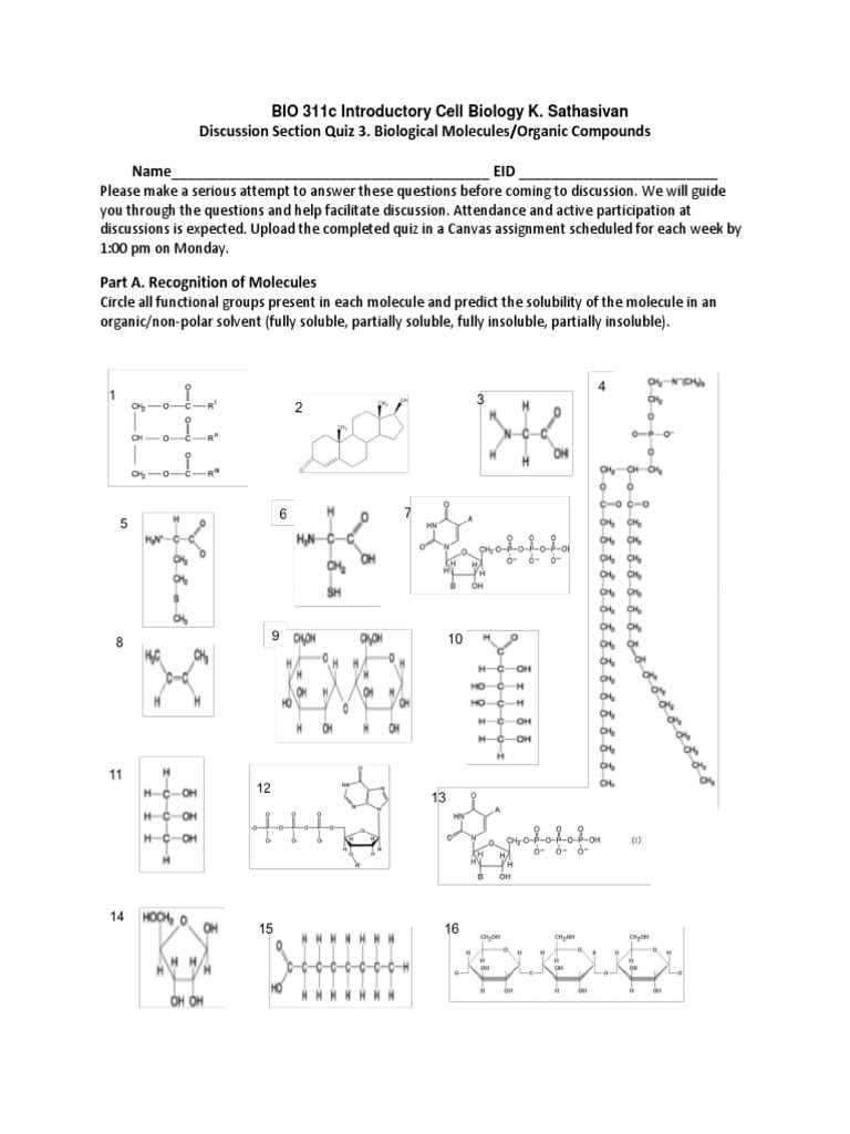 BIO311c Disc Quiz 3-Biological Molecules | PDF