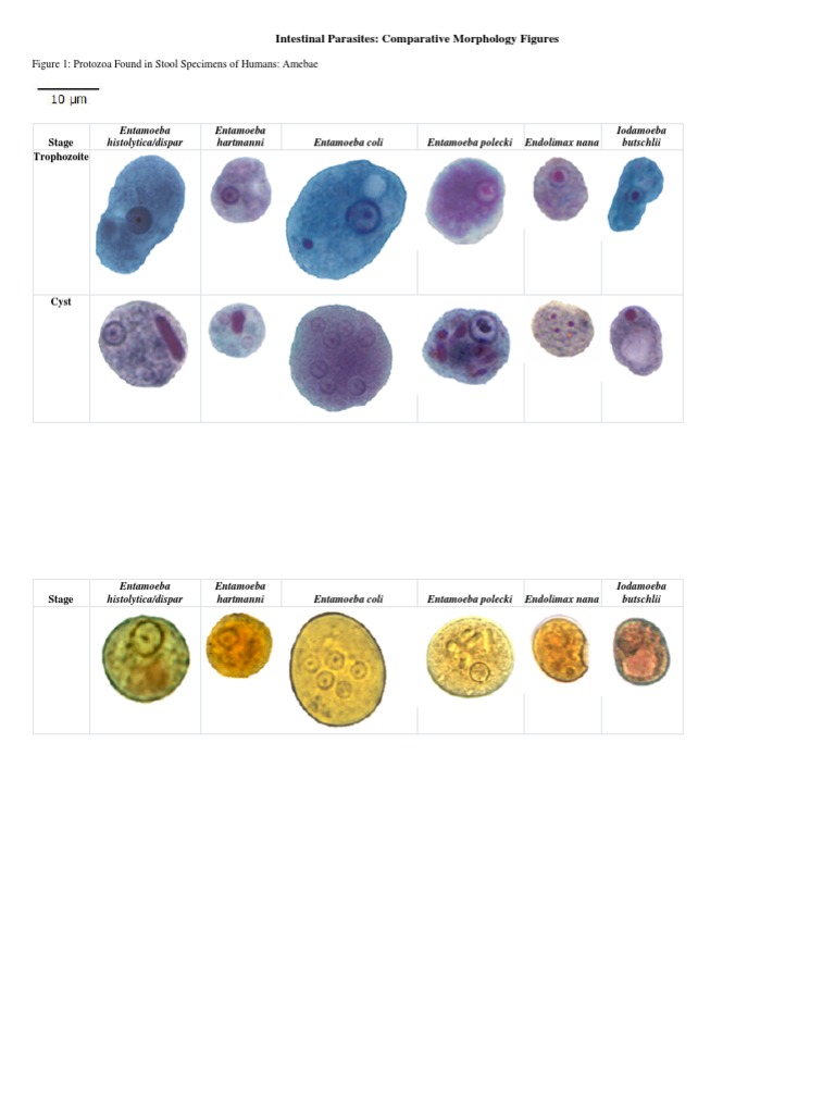 Stool Parasite Morphology Guide | PDF | Parasites | Parasitology