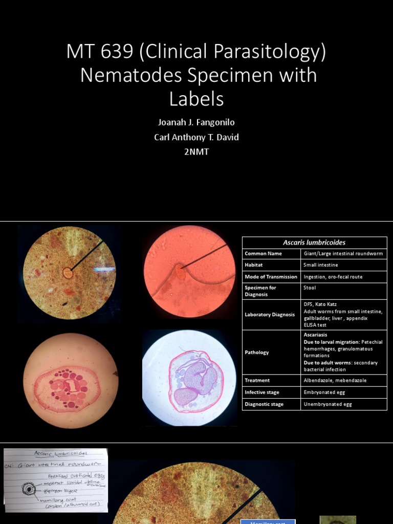 Revised Nematodes Specimens With Labels 2NMT Moving Practicals | PDF ...