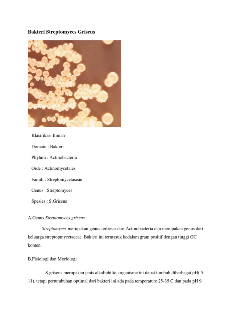 Bakteri Streptomyces Griseus | PDF