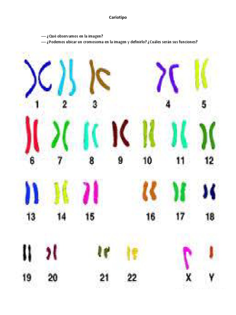 Actividad Cariotipos | PDF
