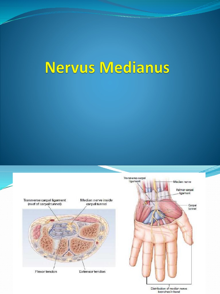 Nervus Medianus | PDF