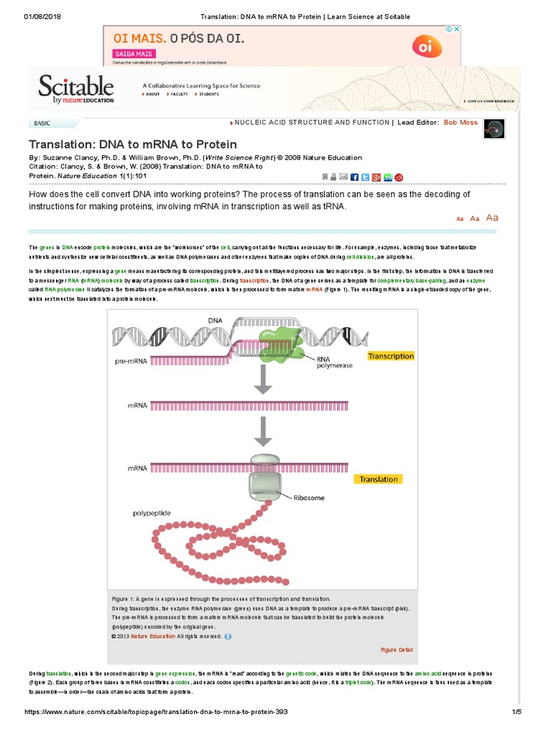 Translation Dna To Mrna To Protein | PDF | Translation (Biology ...