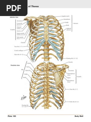 Bony Thorax Labeled