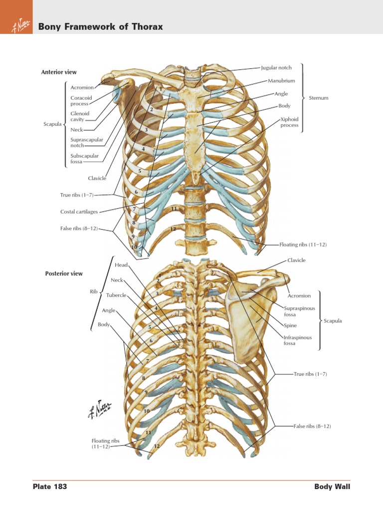 Bony Framework of Thorax : Anterior View | PDF | Human Anatomy | Thorax ...
