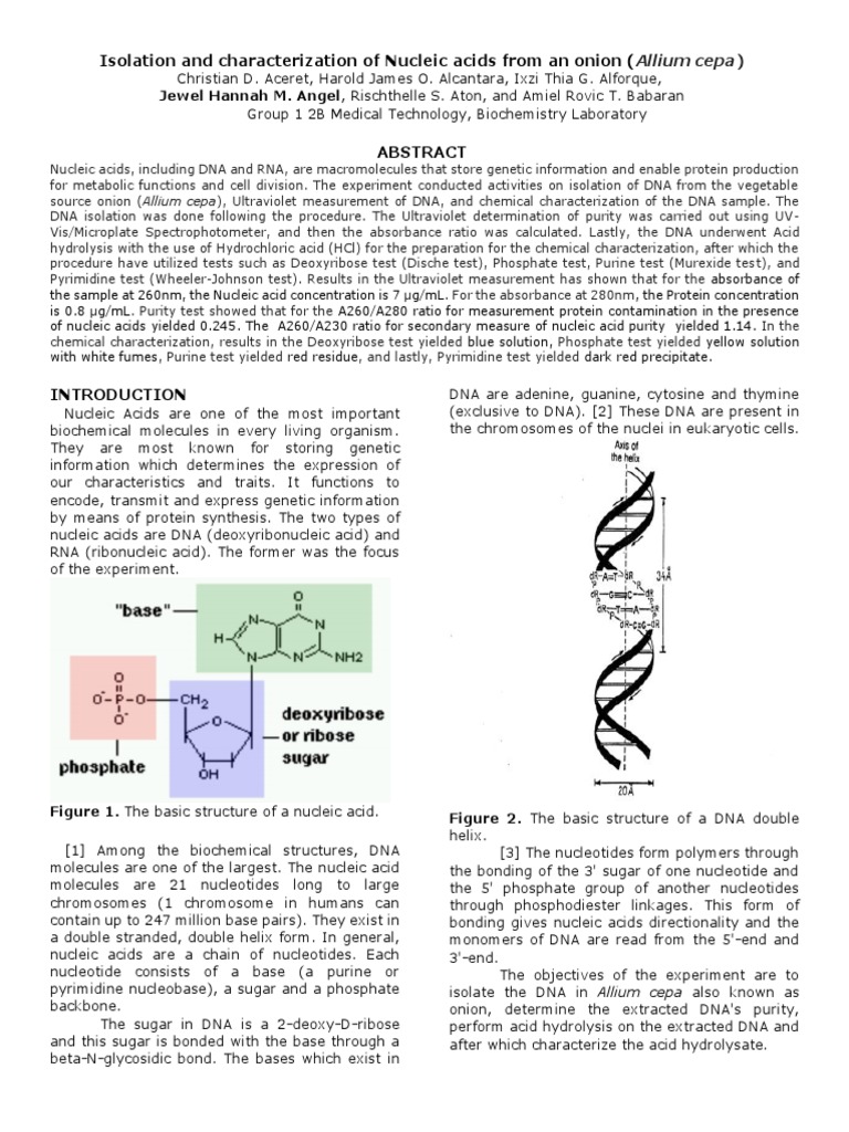 Isolation and UV analysis of onion DNA | PDF | Nucleic Acids | Nucleotides