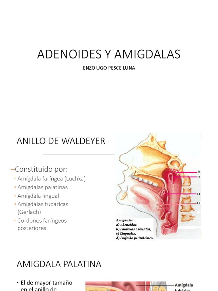 Adenoides y Amigdalas | PDF | Especialidades Medicas | Medicina CLINICA