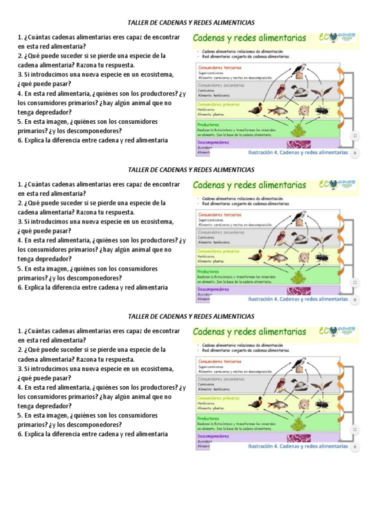 Taller Cadenas Alimenticias | PDF