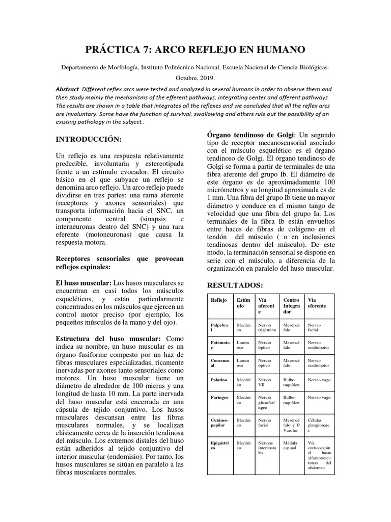 Arco Reflejo en Humanos: Ejemplos y Análisis | PDF | Nervio | Músculo