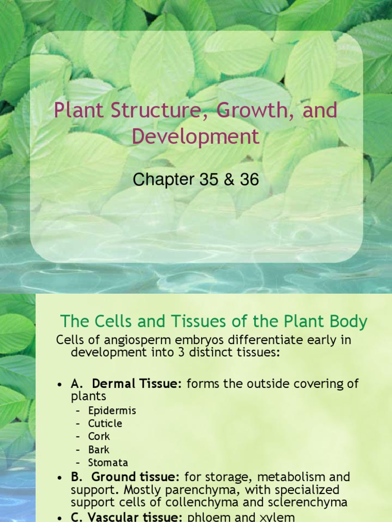 Plant Structure, Growth, and Development: Chapter 35 & 36 | PDF | Leaf ...