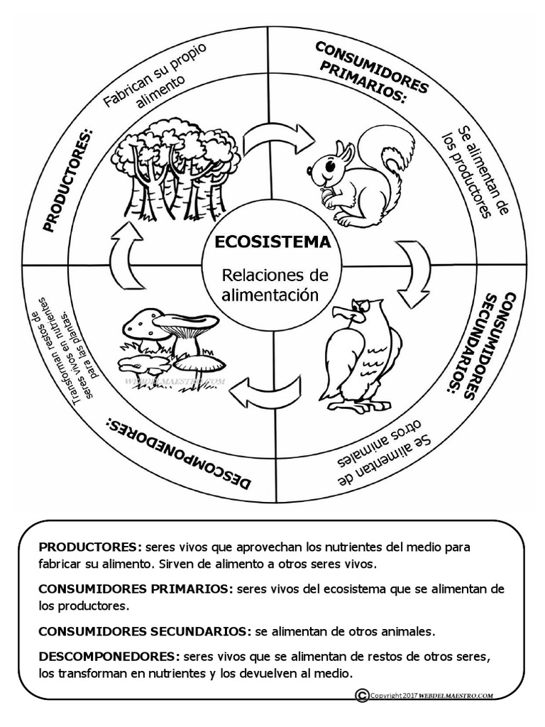 Relaciones Alimenticias Del Ecosistema Resumen | PDF