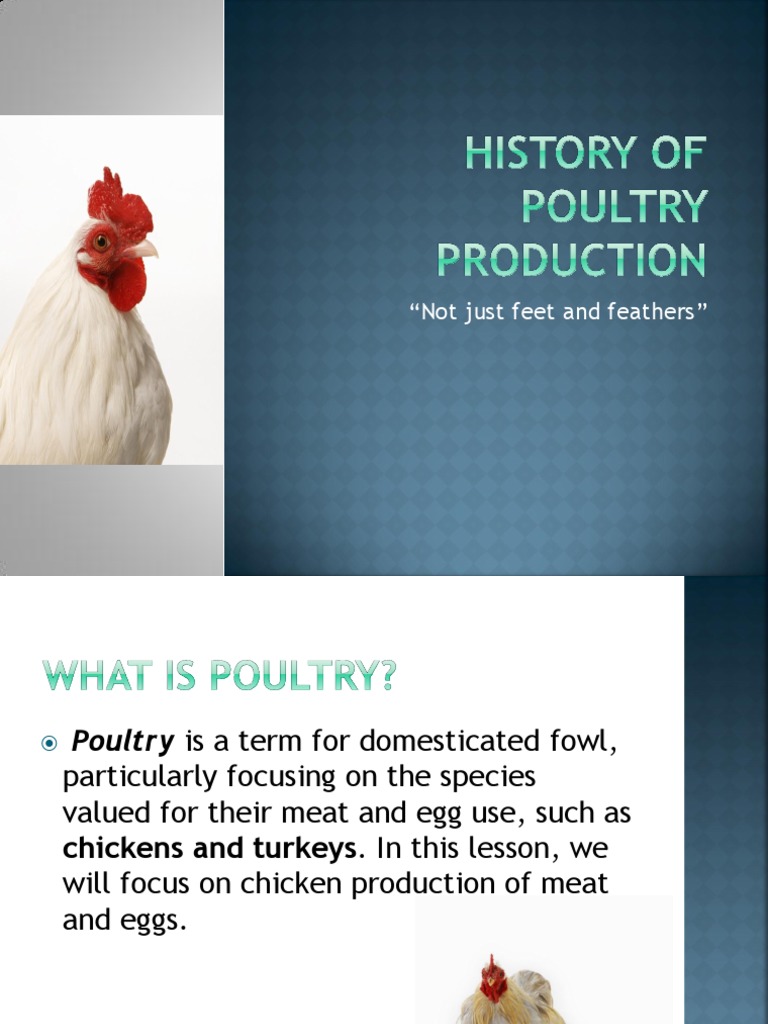 History of Poultry Production Ver 3 Pres | PDF | Chicken | Poultry Farming