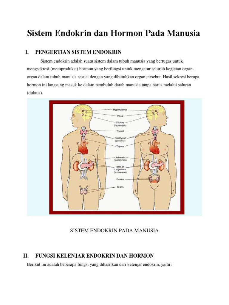 Sistem Endokrin dan Fungsinya | PDF | Sains & Matematika