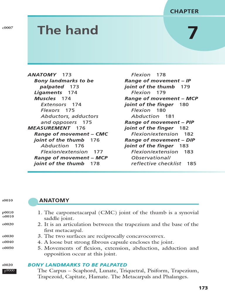 The Hand: Flexion 178 | PDF | Thumb | Anatomical Terms Of Motion