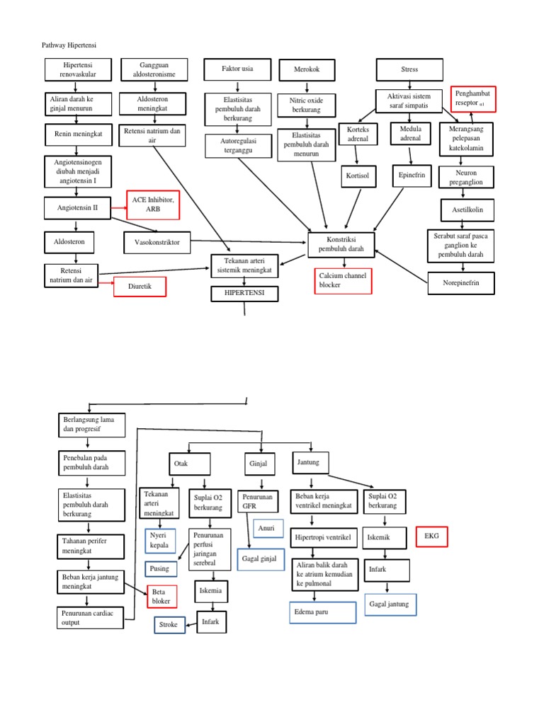 Pathway Hipertensi | PDF