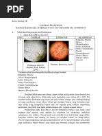 Pengamatan Sel Gabus Singkong | PDF | Griya & Taman