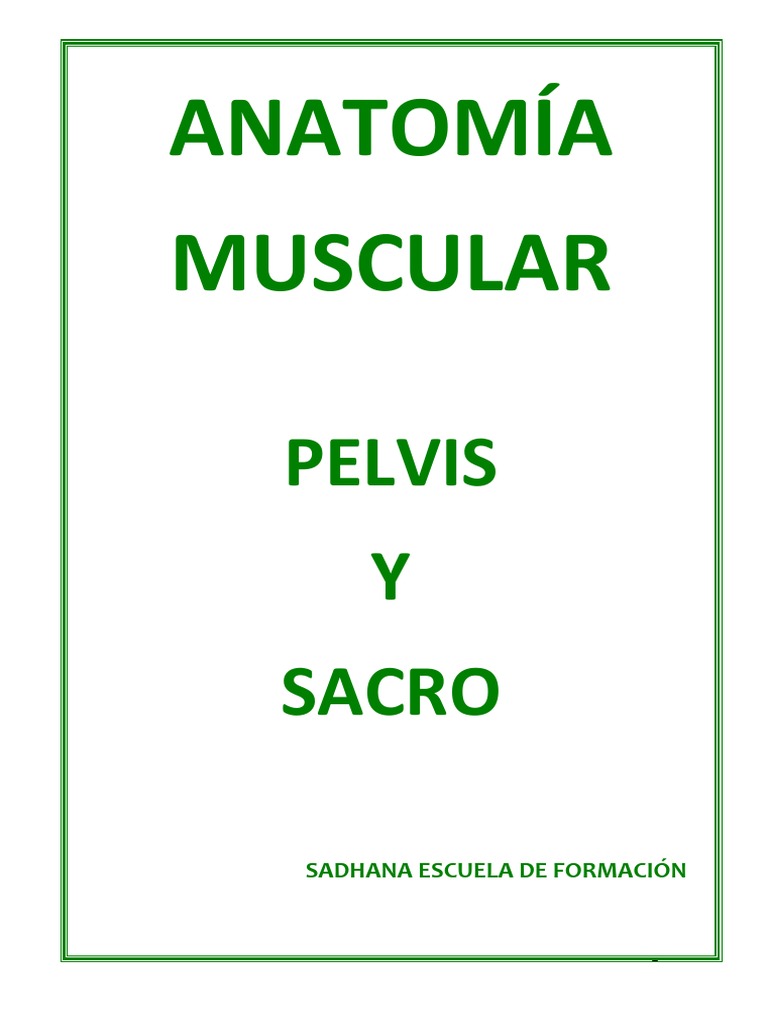Anatomía de la Pelvis y Sacro | PDF | Pelvis | Vértebra