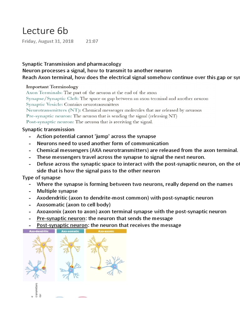 Lecture 6b | PDF | Chemical Synapse | Inhibitory Postsynaptic Potential