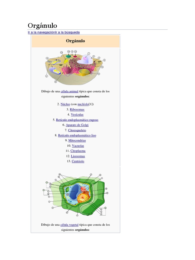 Orgánulo | PDF | Biología Celular) | Las bacterias