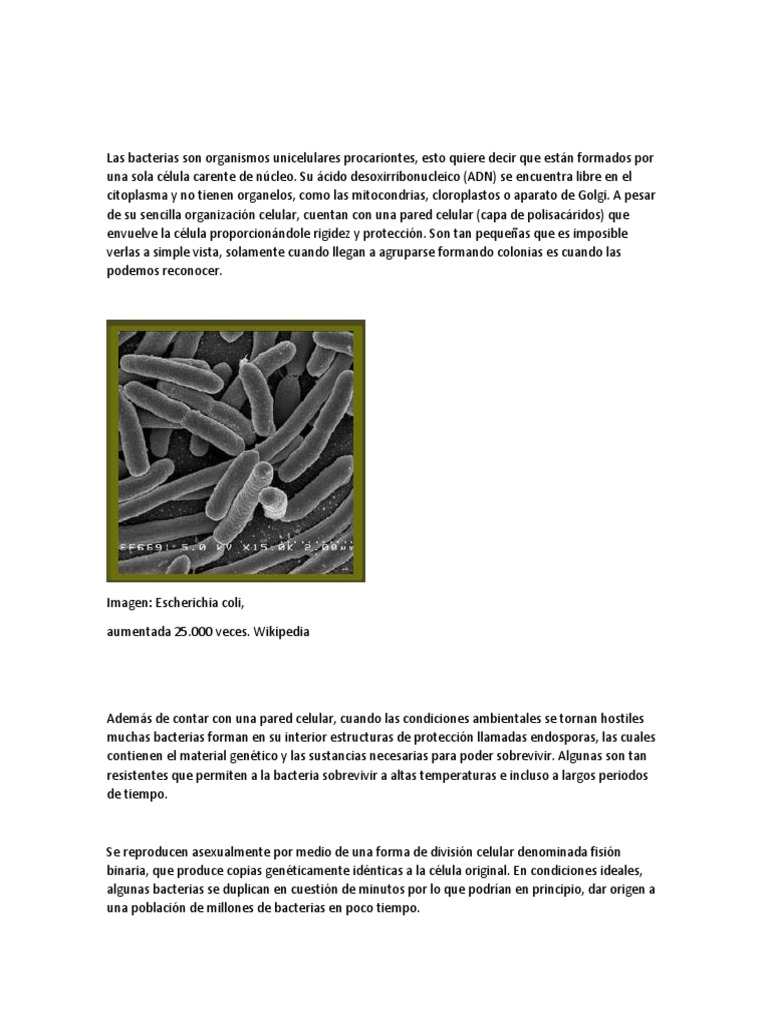 Las Bacterias Son Organismos Unicelulares Procariontes | PDF ...