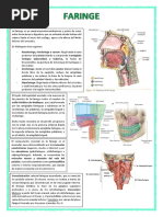 Arco de Riolano | PDF | Tinción | Anatomía