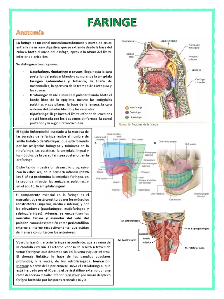 Faringe, Laringe y Glándulas Salivales - Anatomía, Histología y ...