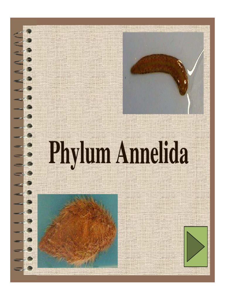 Phylum Annelida Phylum Annelida Phylum Annelida Phylum Annelida | PDF