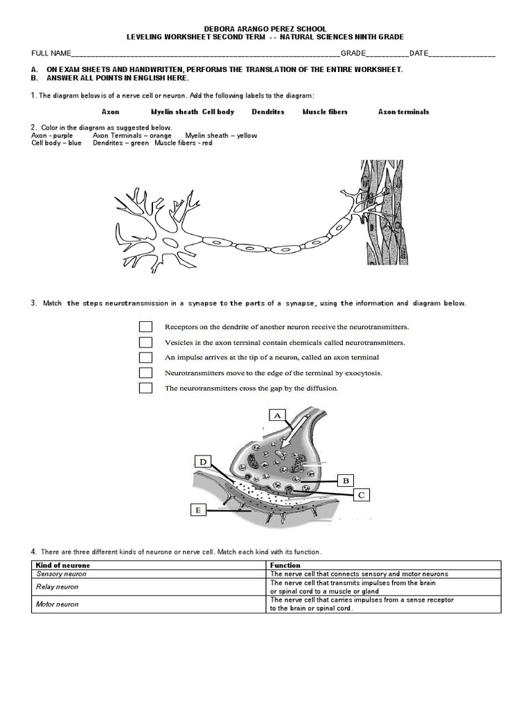 Neuron Anatomy and Function Worksheet | PDF | Neuron | Axon