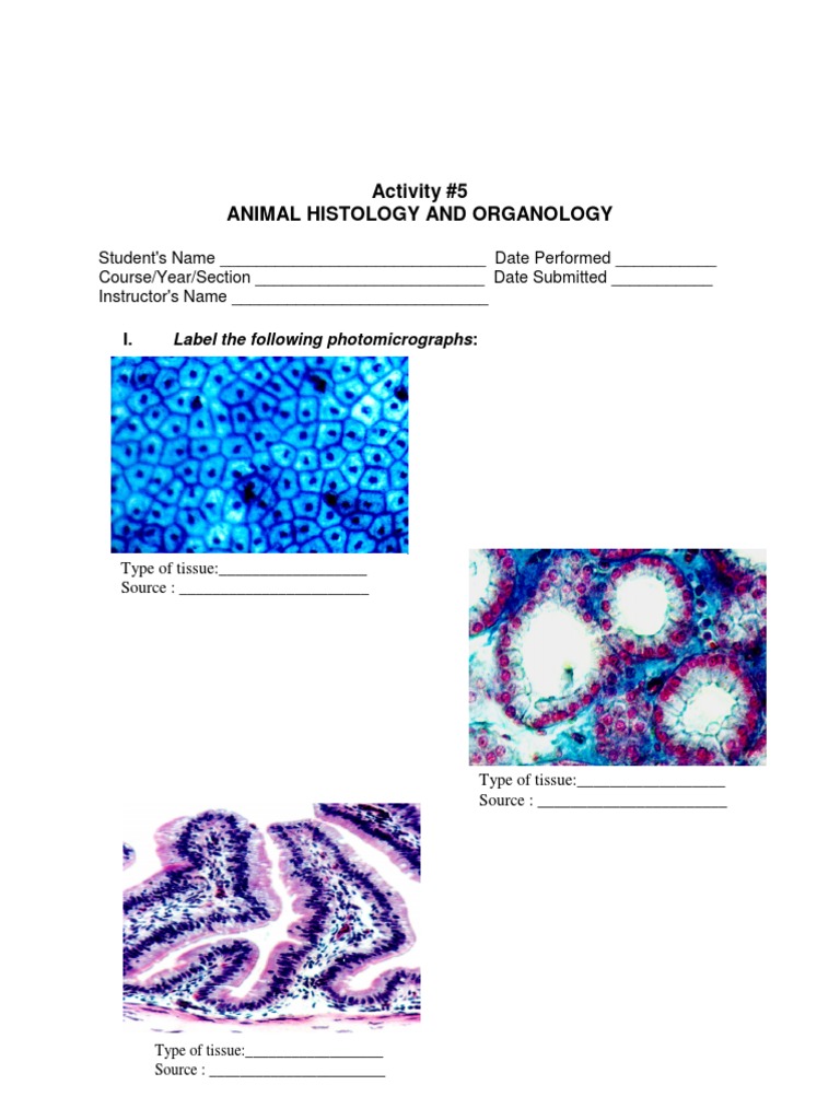 Animal Histology and Organology Lab Activity | PDF | Science & Mathematics