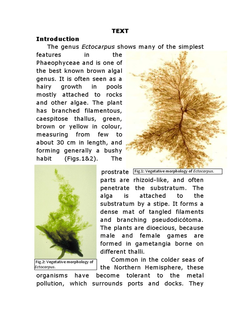 Fig.1: Vegetative Morphology of Ectocarpus | PDF | Biological Processes | Biological Interactions