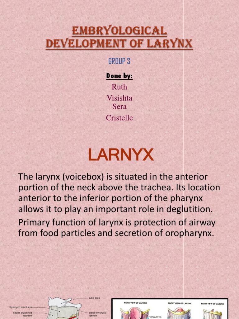 Larynx Embryology Overview | PDF | Larynx | Human Throat