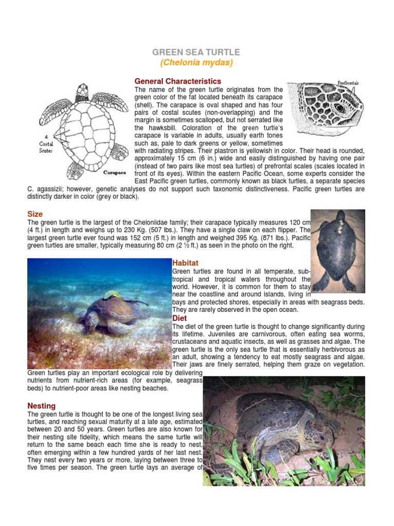 Green Sea Turtle: (Chelonia Mydas) | PDF | Turtle | Organisms