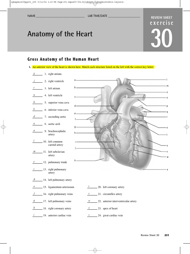 Anatomy and Function of the Human Heart | PDF | Heart Valve | Heart