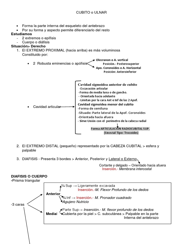 Anatomía del Cúbito: Estructura y Función | PDF | Mano | Sistema ...