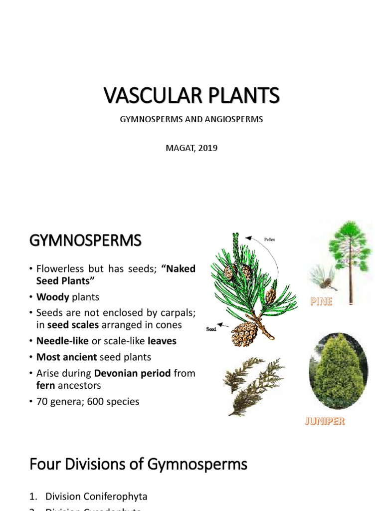 Angiosperm Vs Gymnosperm Leaves