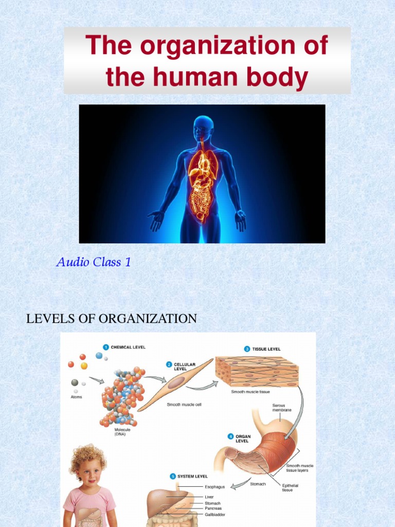 The Organization of The Human Body | PDF | Cell Nucleus | Cell (Biology)