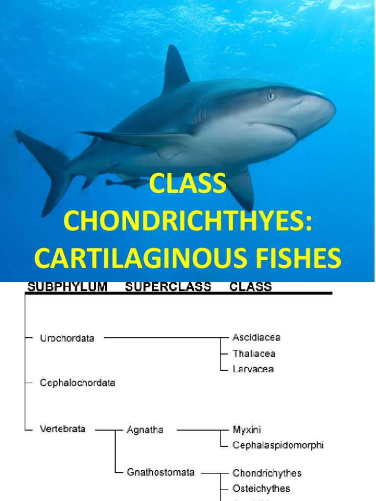 CHONDRICHTHYES | PDF | Sharks | Reproductive System