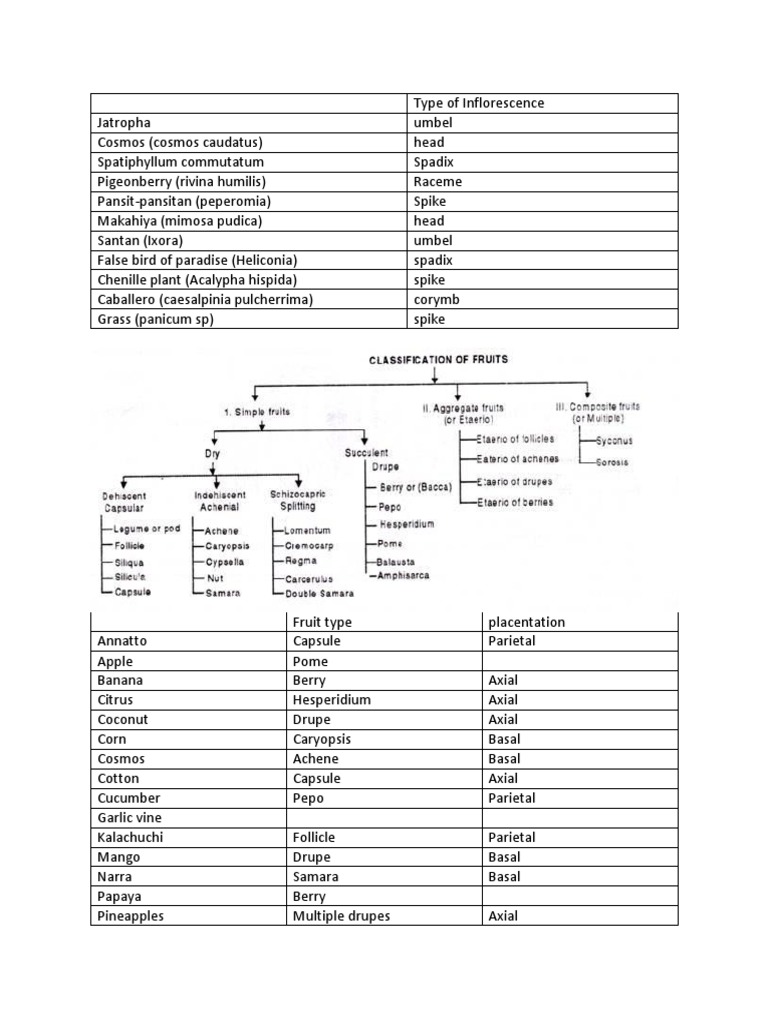 Inflorescence Types and Diagrams | PDF