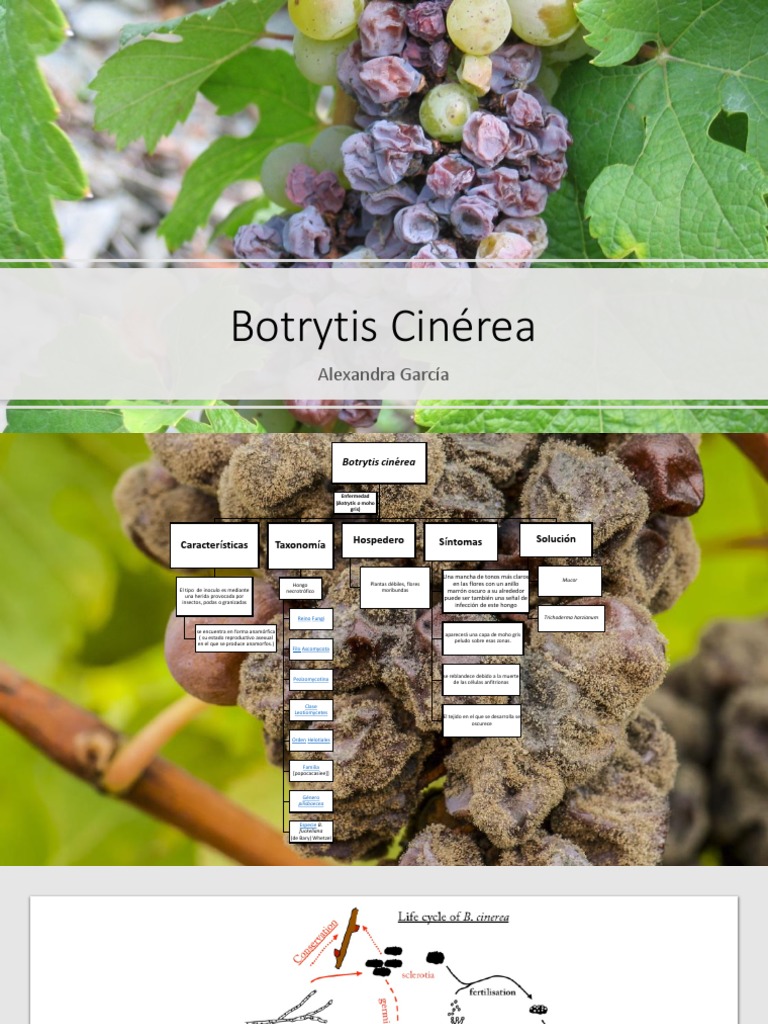 Botrytis Cinérea | PDF | Plantas | Hongo