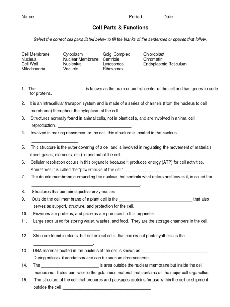 Cell Parts Functions Worksheet | PDF | Cell Nucleus | Cell (Biology)
