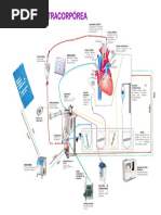Cateter Fogarty. | PDF | Pierna humana | Medicina CLINICA