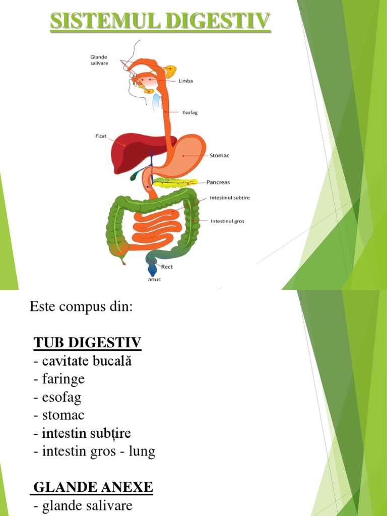Sistemul Digestiv | PDF