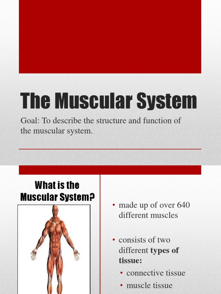 Goal: To Describe The Structure and Function of The Muscular System ...