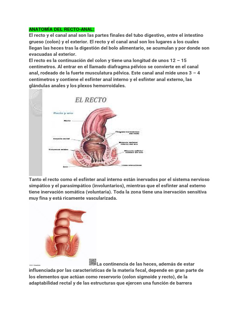 Anatomía Del Recto-Anal | PDF
