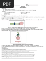Balloon Lung Model | PDF | Lung | Respiratory Tract