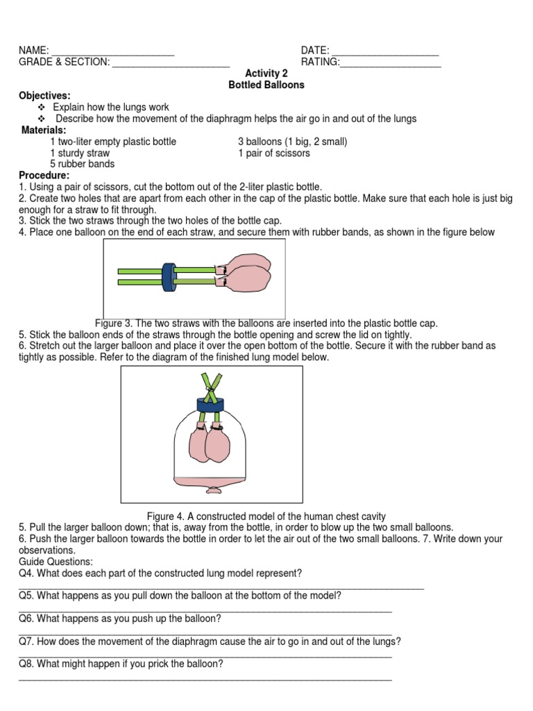 Activity 2 - Module 1 | PDF | Balloon | Lung